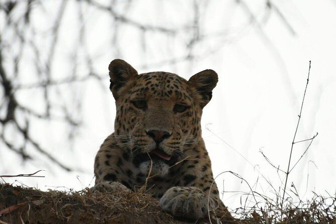 1 Day: Jhalana Leopard Safari+Abhaneri Step Well Tour From Jaipur - Frequently Asked Questions (FAQs)