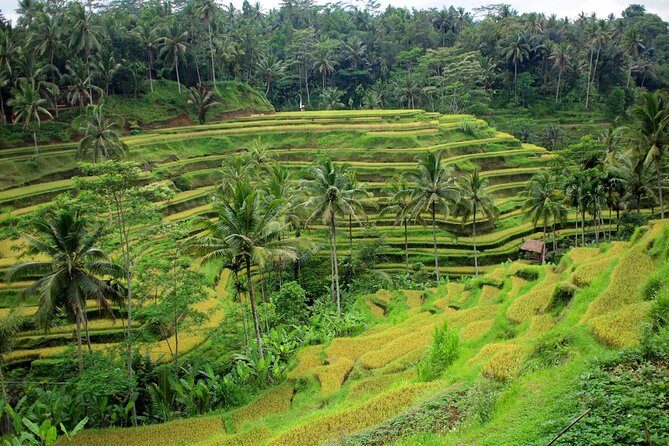 1 DAY Kintamani Plateau + Ubud + Tegallalang Rice Terrace + Tirta Empul Temple / Private tour 8 hours, English/Japanese - Exploring the Itinerary in Detail