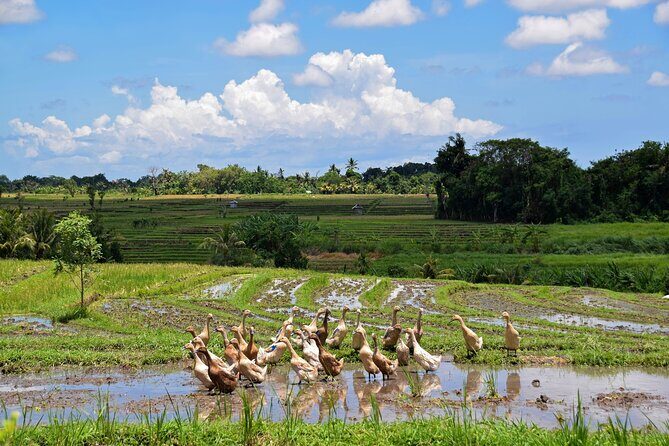 1 DAY Kintamani Plateau + Ubud + Tegallalang Rice Terrace + Tirta Empul Temple / Private tour 8 hours, English/Japanese - Final Thoughts