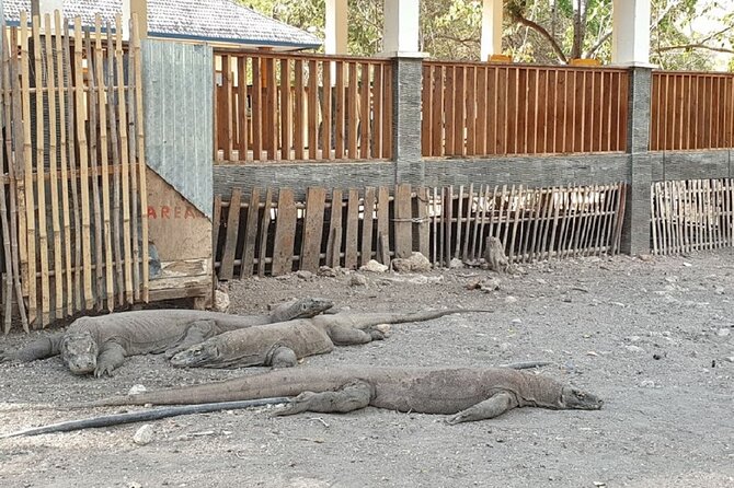 1- day Komodo island Tour hopping around by Speed Boat - Practical Tips for Travelers