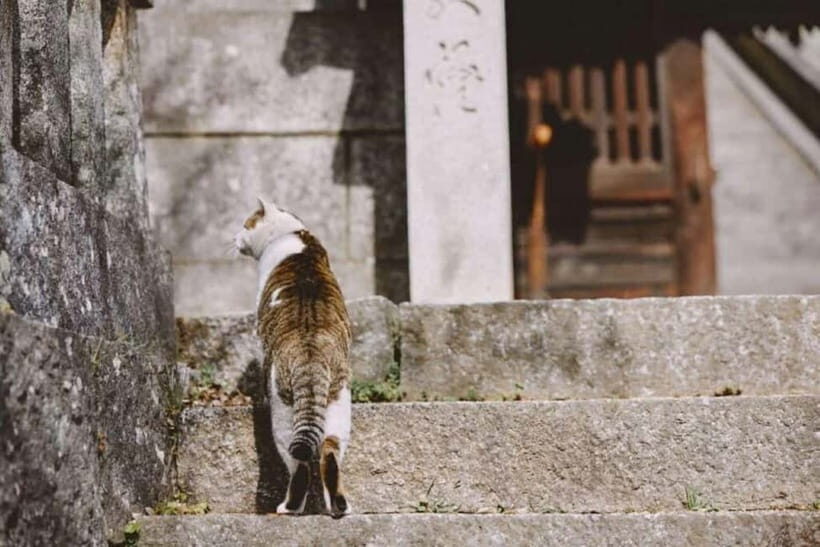 1-Day Onomichi & Ikuchijima Island: Temples, Ropeway & Ferry - Lunch and Local Flavor