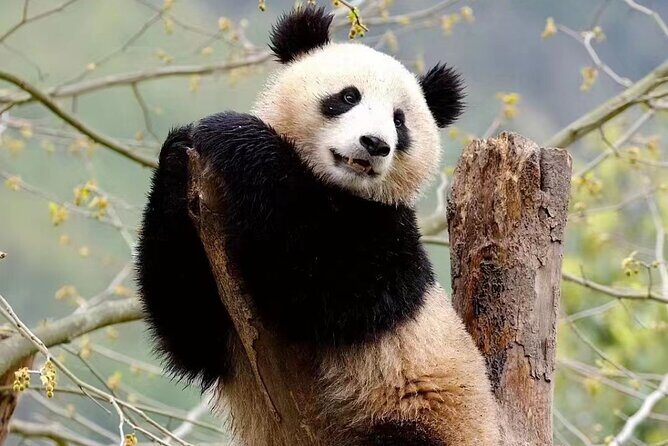 1-Day Panda Base and Huanglongxi old town Private Tour from Chengdu - A Stroll Through Huanglongxi Old Town: A Step Back in Time