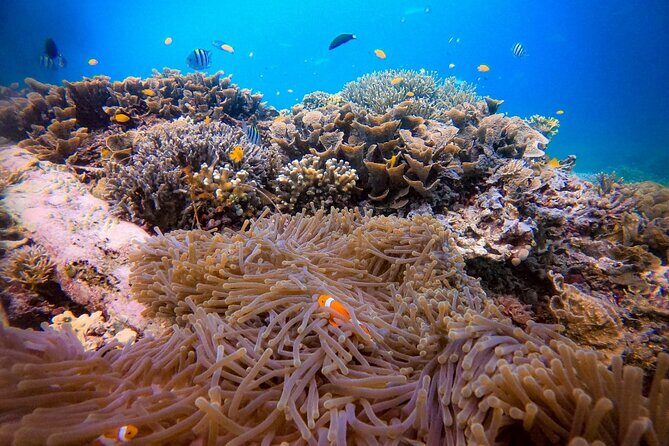 1-day Piaynemo Raja Ampat Tour hopping Island depart from sorong - Discovering Raja Ampat in a Day: An In-Depth Look