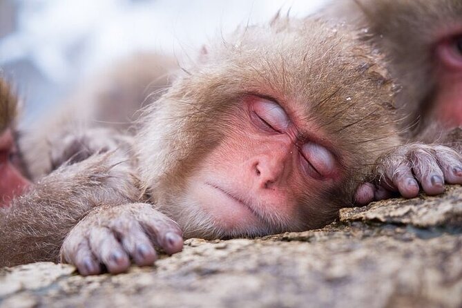 1-Day Private Snow Monkey ZenkoJi Temple & SakeTasting NaganoTour - Pickup and Timing