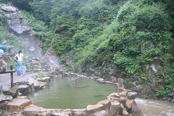 1-Day Private Snow Monkey ZenkoJi Temple & SakeTasting NaganoTour - Customer Feedback
