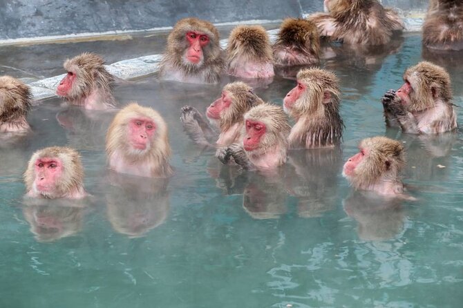 1-Day Private Snow Monkey ZenkoJi Temple & SakeTasting NaganoTour - Host Response