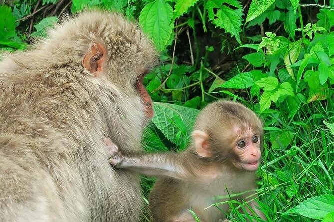1-Day Private Snow Monkey ZenkoJi Temple & SakeTasting NaganoTour - Exploring the Snow Monkey Park