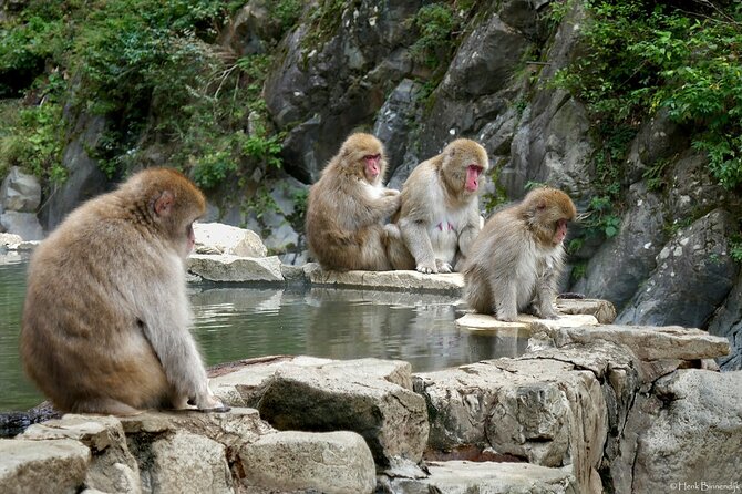 1-Day Private Snow Monkey ZenkoJi Temple & SakeTasting NaganoTour - Discovering the Zenkoji Temple