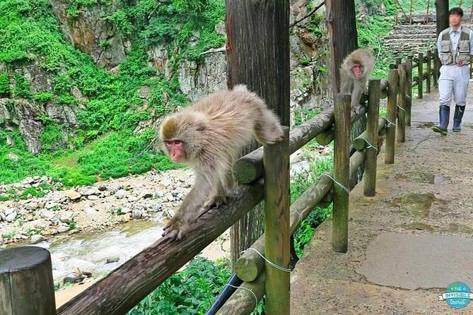1-Day Private Snow Monkey ZenkoJi Temple & SakeTasting NaganoTour - Tasting Naganos Finest Sake
