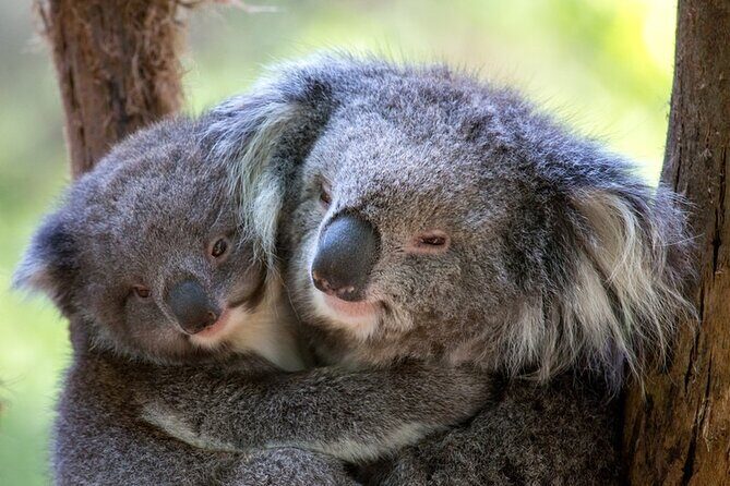 1 day Puffing Billy Steam Train and Wildlife Tour from Melbourne - The Sum Up