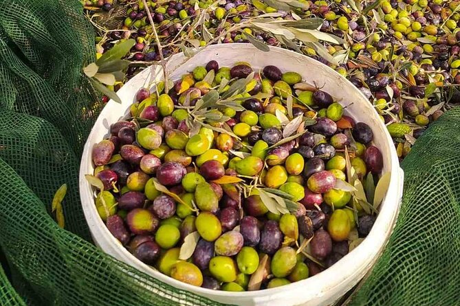 1 Day Rhodes Island Tour With Olive Oil, Honey and Wine Tasting - Feedback and Reviews