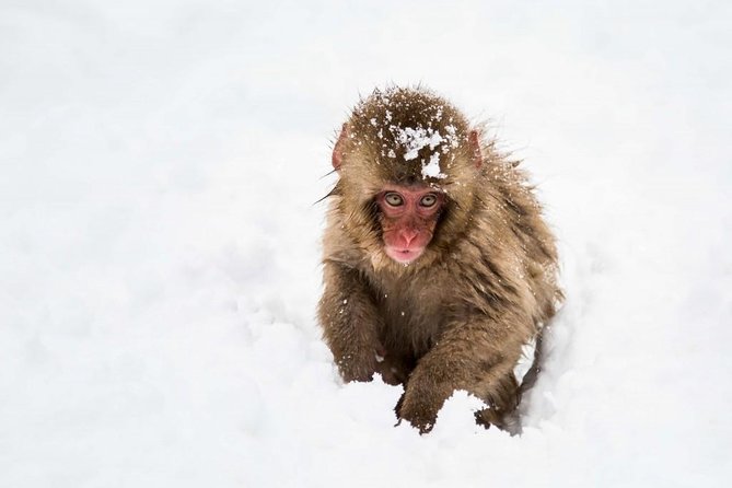 1-Day Snow Monkeys, Zenko-ji Temple & Sake in Nagano - Encountering the Snow Monkeys