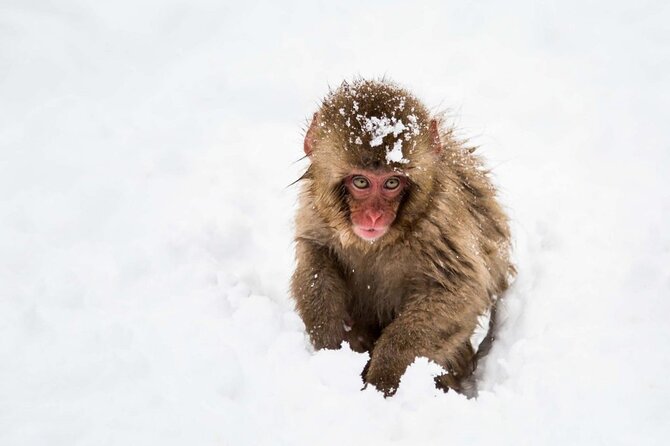 1-Day Snow Monkeys & Zenko-ji Tomyo Lantern Festival Tour - Transportation and Logistics