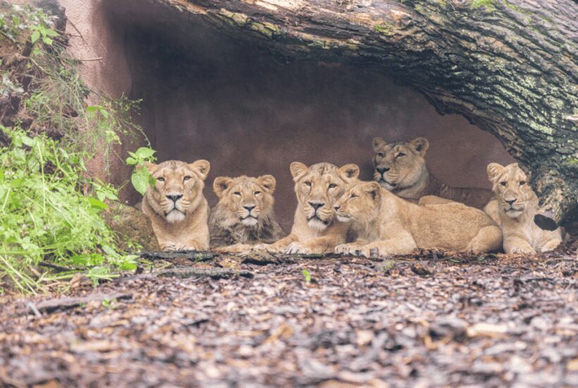 1-day ticket for Schwerin Zoo - What Makes Schwerin Zoo Special?