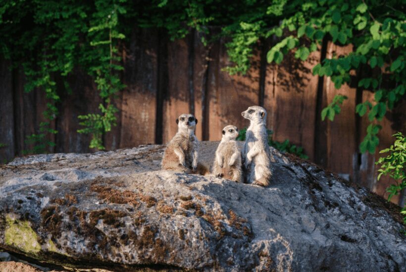 1-day ticket for Schwerin Zoo - Practical Details and Tips for Visiting