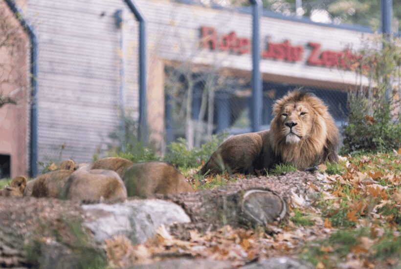 1-day ticket for Schwerin Zoo - FAQ