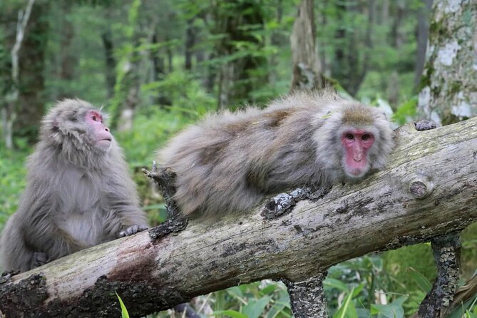 1-Day Tour From Nagano and Matsumoto Kamikochi & Matsumoto Castle - Combining Culture and Nature