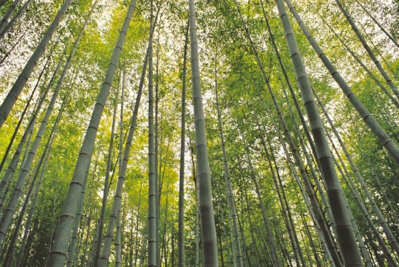 1-Day Tour From Nagoya: Hiking the Historic Nakasendo Trail - Frequently Asked Questions