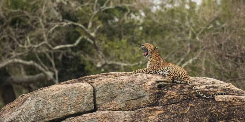 1-Day Tour of Both Yala and Udawalawe National Parks - Costs and Value