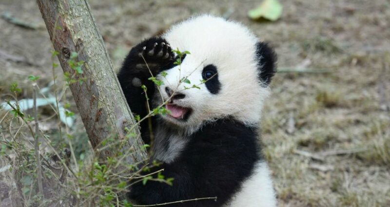 1-day Tour of Chengdu Panda and Sanxingdui Museum - The Sum Up