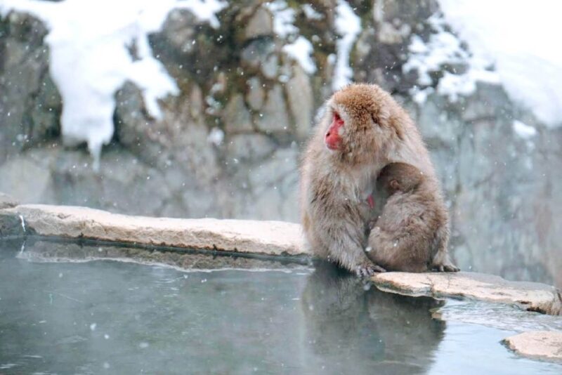 1 Day Tour: Snow Monkeys & Snow Fun in Shiga Kogen - Dining and Souvenir Opportunities