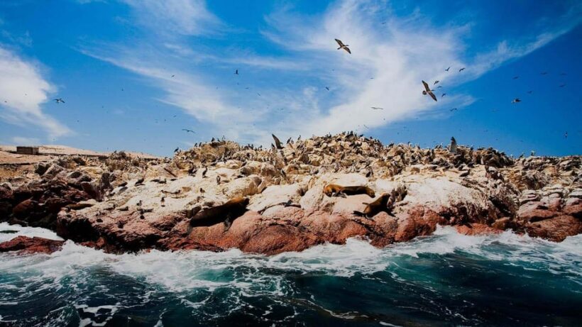 1-Day Tour to Ballestas and the Paracas National Reserve - Introduction to the Ica Coastal Adventure