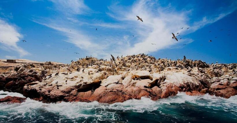 1-Day Tour to Ballestas and the Paracas National Reserve - The Value of This Tour