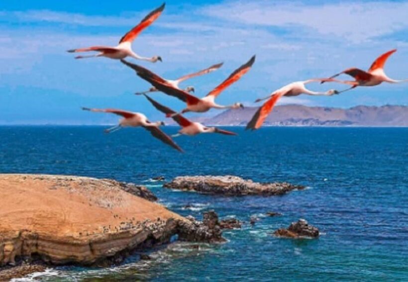 1-Day Tour to Ballestas and the Paracas National Reserve - The Sum Up