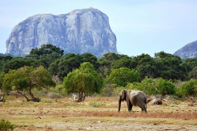 1 Day tour to Yala National Park or Udawalawe National Park - Key Points