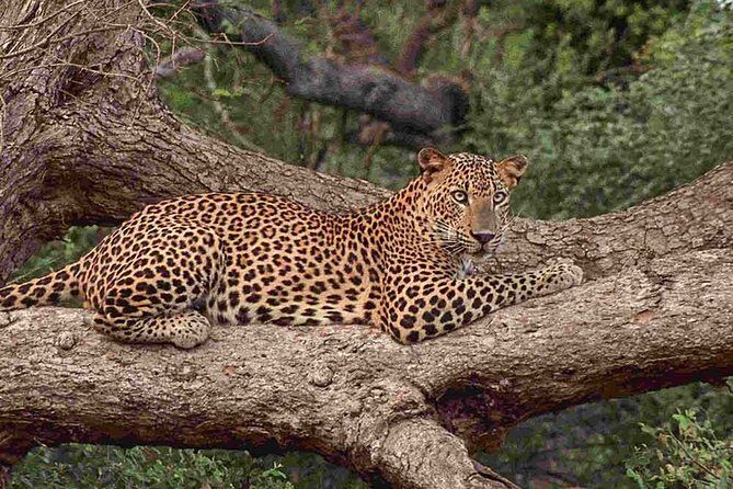 1 Day tour to Yala National Park or Udawalawe National Park - Final Thoughts: Is This Tour Worth It?