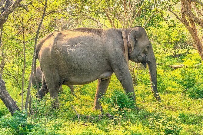1 Day tour to Yala National Park or Udawalawe National Park - FAQ
