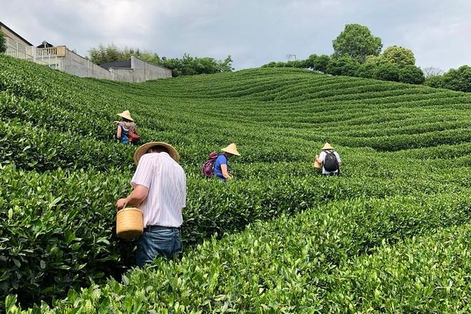 1-day Village Tea Picking, Roasting & Serving Guided Private Tour from Hangzhou - The Art of Tea: Roasting and Ceremony