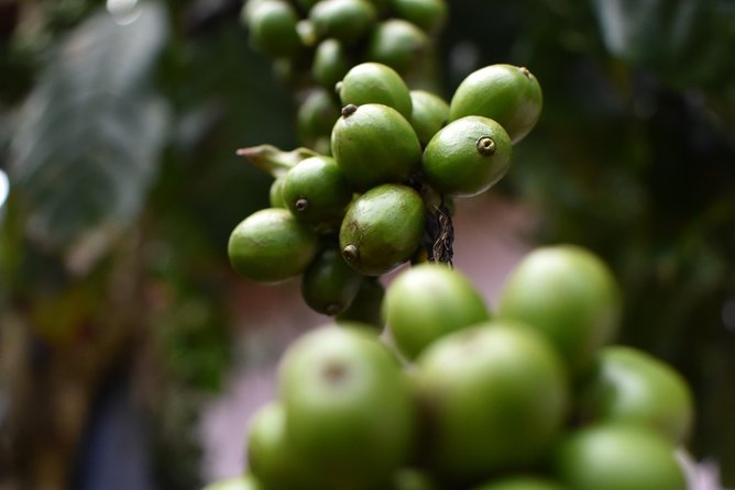 1 Day VIP Private DALAT COUNTRYSIDE TOUR( PRIVATE CAR/ MOTORBIKE) - Transportation and Comfort