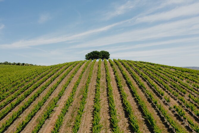 1 Day Wine Tour Around Évora - Winery Visits