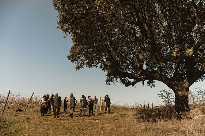 1 Day Wine Tour Around Évora - Frequently Asked Questions