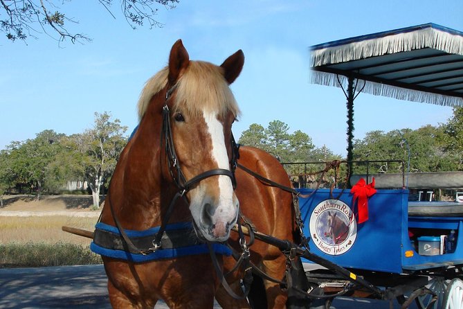 #1 Historical Horse Drawn Carriage Tour - The Sum Up