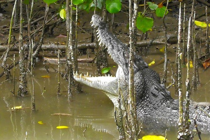 1-Hour Daintree River wildlife cruise - Key Points