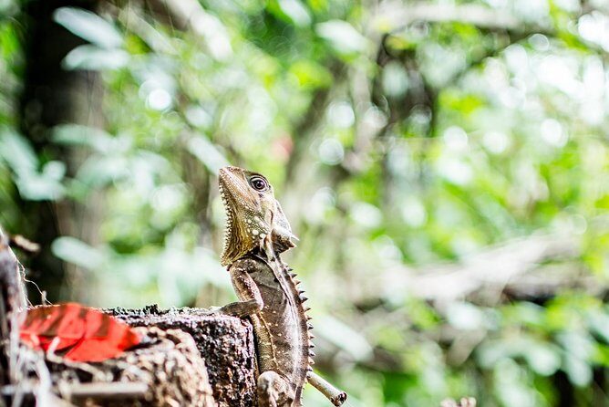 1-Hour Daintree River wildlife cruise - A Closer Look: What to Expect on Your Daintree River Cruise