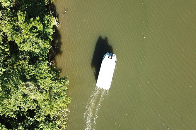 1-Hour Daintree River wildlife cruise - The Bottom Line: Is It Worth It?