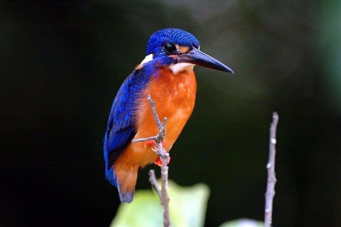 1-Hour Daintree River wildlife cruise - FAQs