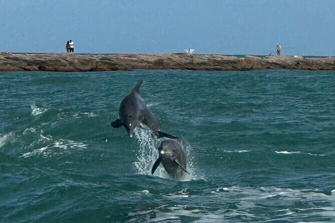 1 Hour Dolphin Dash - Authentic Encounters and Family Appeal