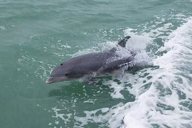 1 Hour Dolphin Dash - Practical Tips for Your Dolphin Dash