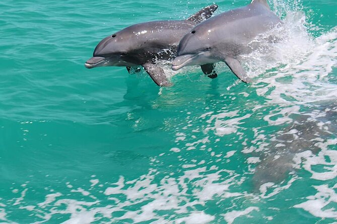 1-hour Dolphin Sightseeing Adventure Cruise from Madeira Beach - Who Will Enjoy This Tour?