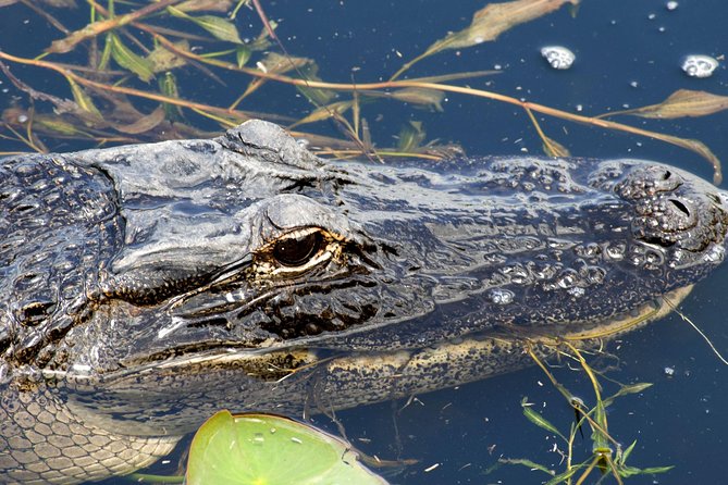 1 Hour Everglades Airboat Tour Central Florida - Key Points