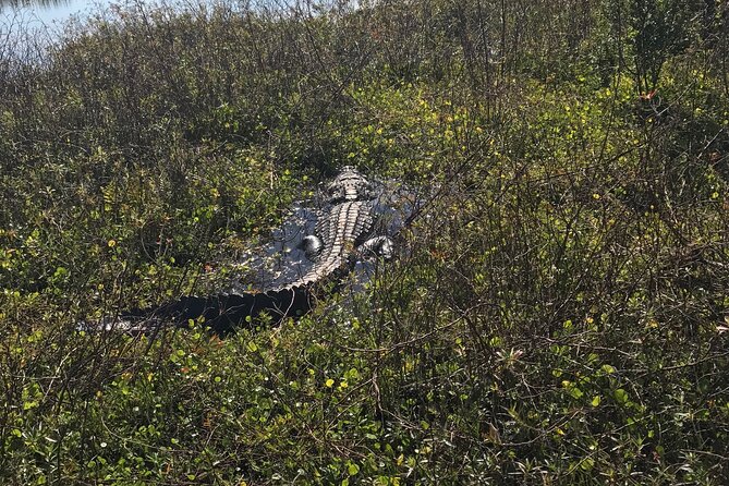 1 Hour Everglades Airboat Tour Central Florida - Duration and Departure Times