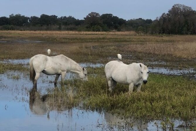 1 Hour Everglades Airboat Tour Central Florida - Preparing for the Tour