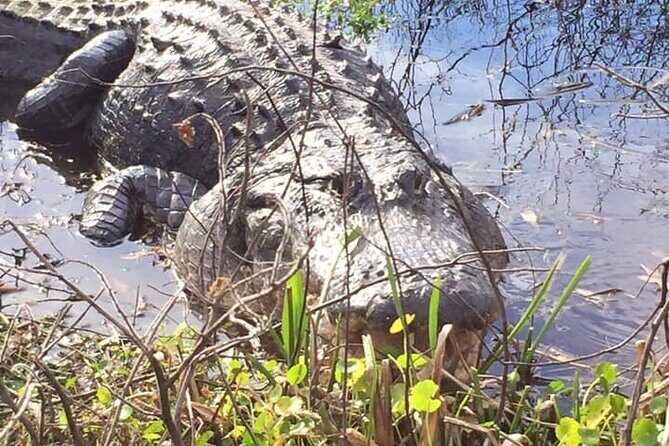 1 Hour Florida Everglades Wildlife Tour - An In-Depth Look at the 1-Hour Florida Everglades Wildlife Tour