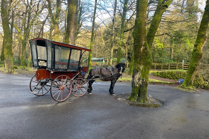 1 Hour Guided Carriage Tour in Killarney National Park - Tour Highlights and Experience