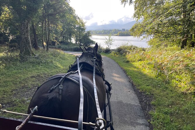 1 Hour Guided Carriage Tour in Killarney National Park - Traveler Reviews and Feedback