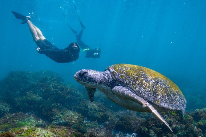 1 Hour Jet Ski Island Safari to South Stradbroke Island - The Sum Up